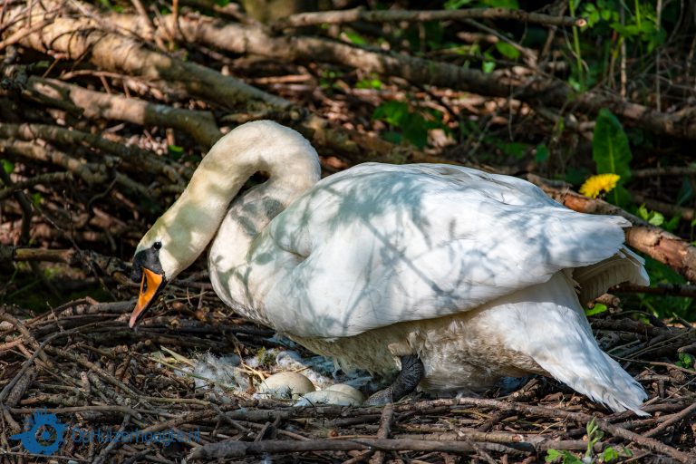 De vogels zijn aan het broeden! - OpHuizerhoogte.nl