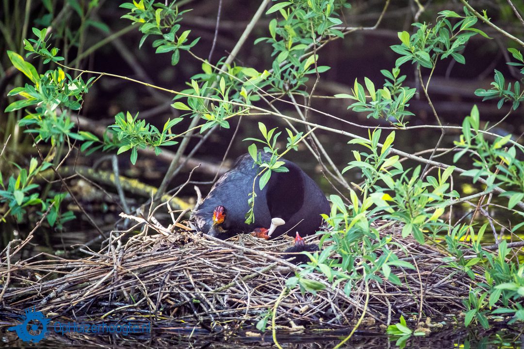 De vogels zijn aan het broeden! - OpHuizerhoogte.nl
